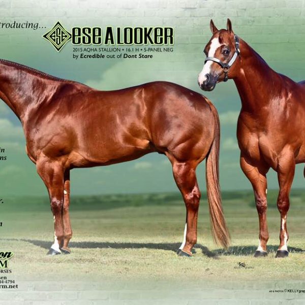 ESE A LOOKER - Rick Leek Quarter Horses