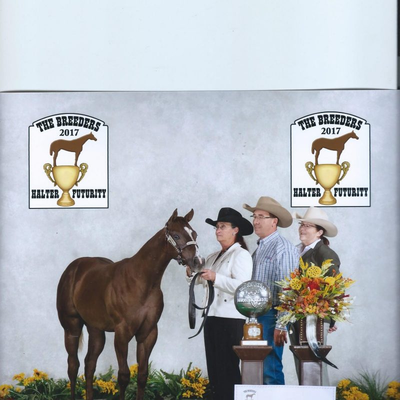 Rick Leek QH - Rick Leek Quarter Horses